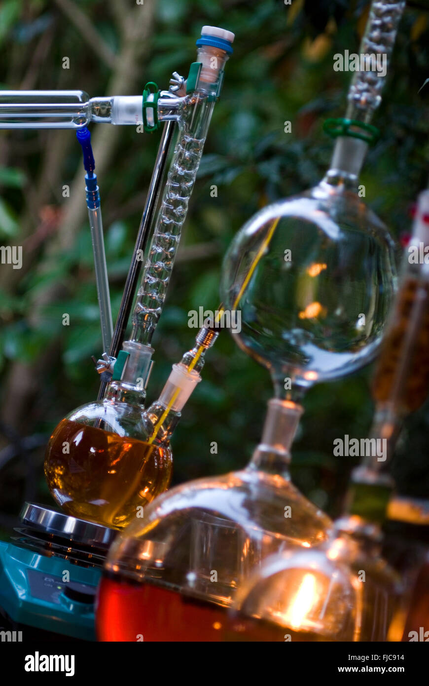 gin distillery still outside by candle light, with juniper berries ...