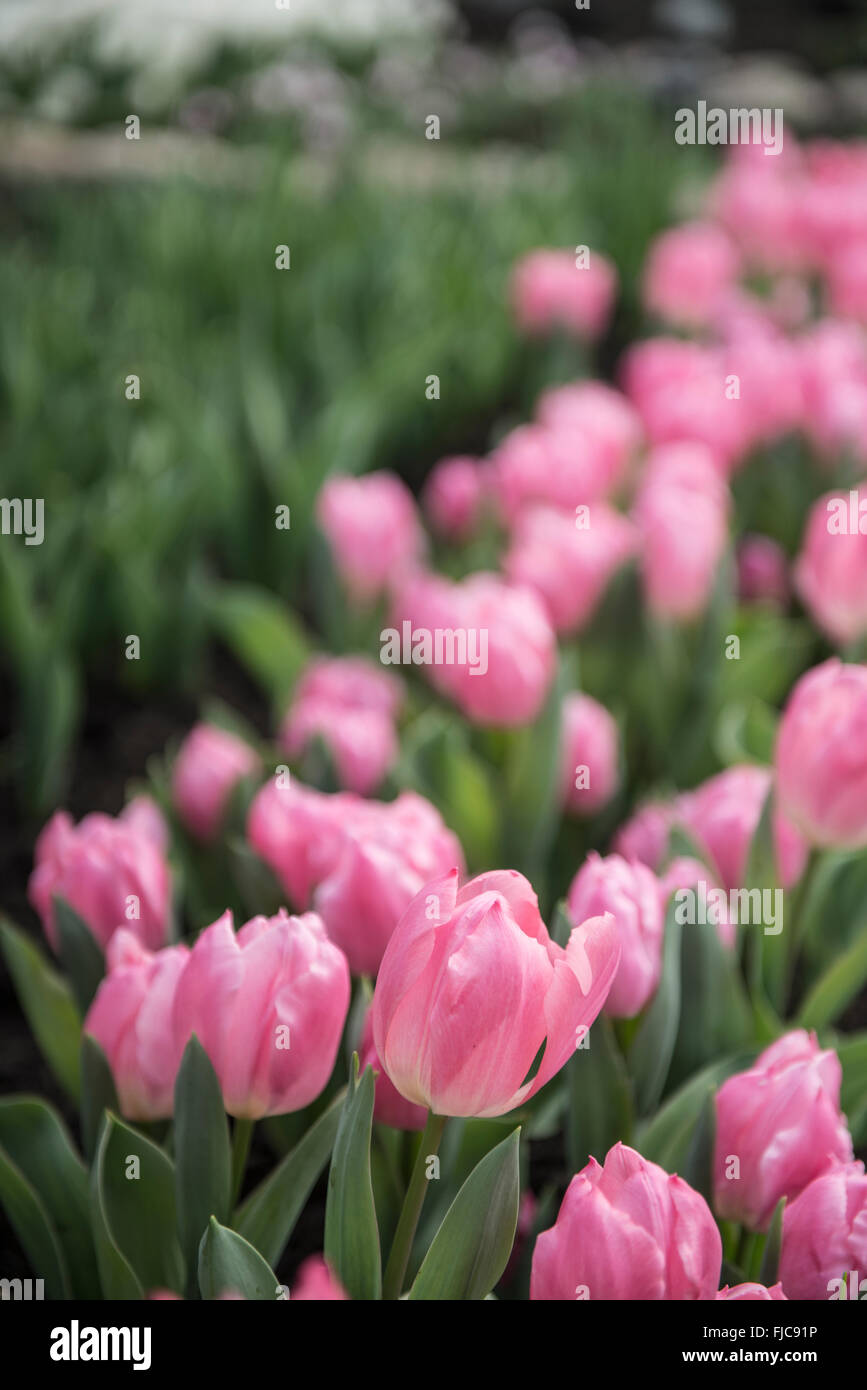 A row of Christmas Dream Tulips Stock Photo - Alamy