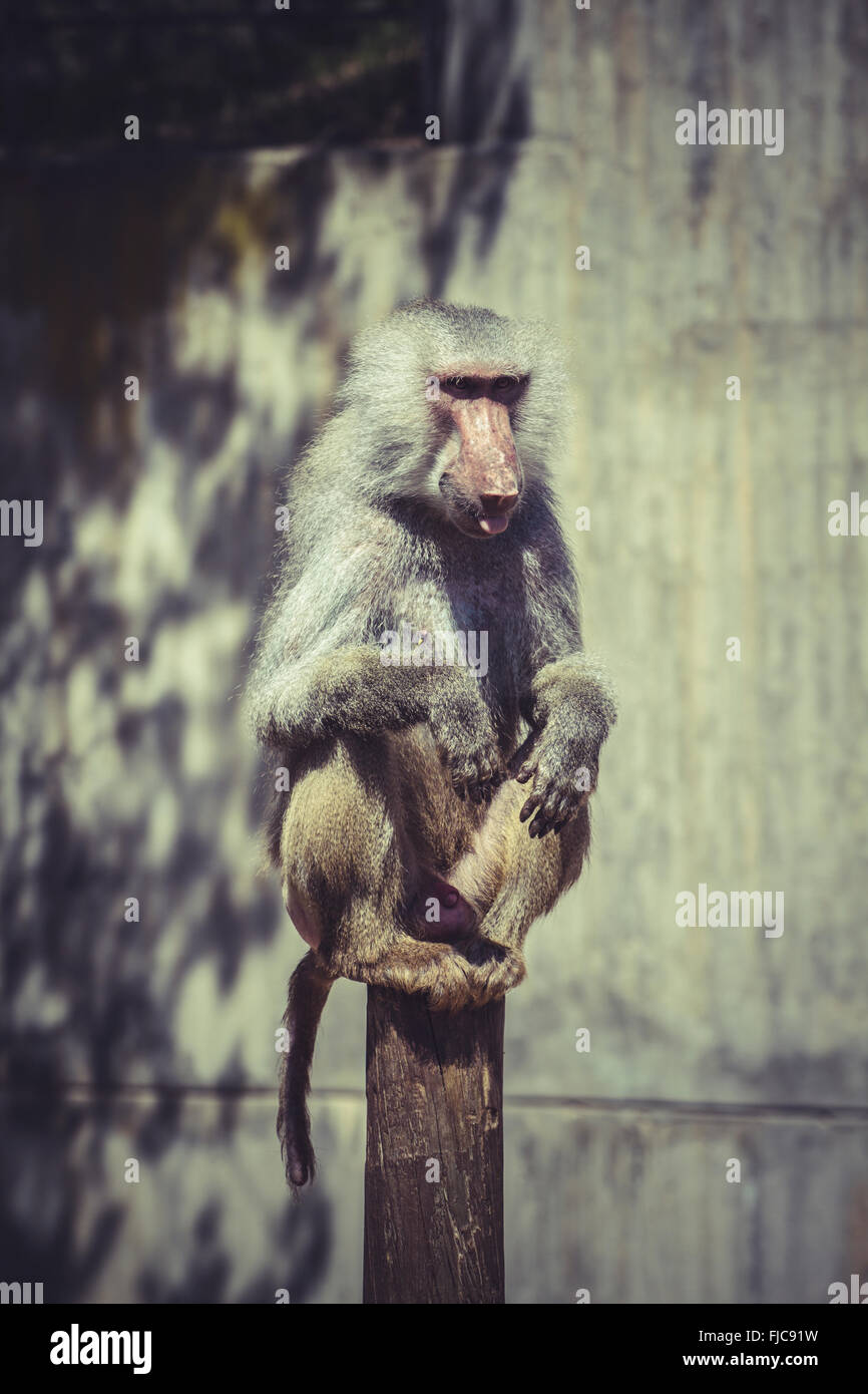 Baboon (Papio hamadryas ursinus), male Stock Photo - Alamy