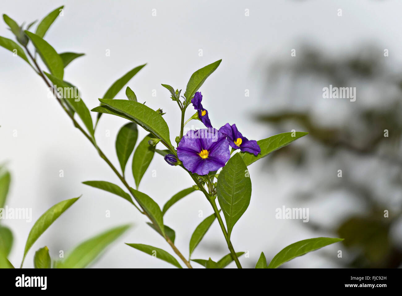Potato tree hi-res stock photography and images - Alamy