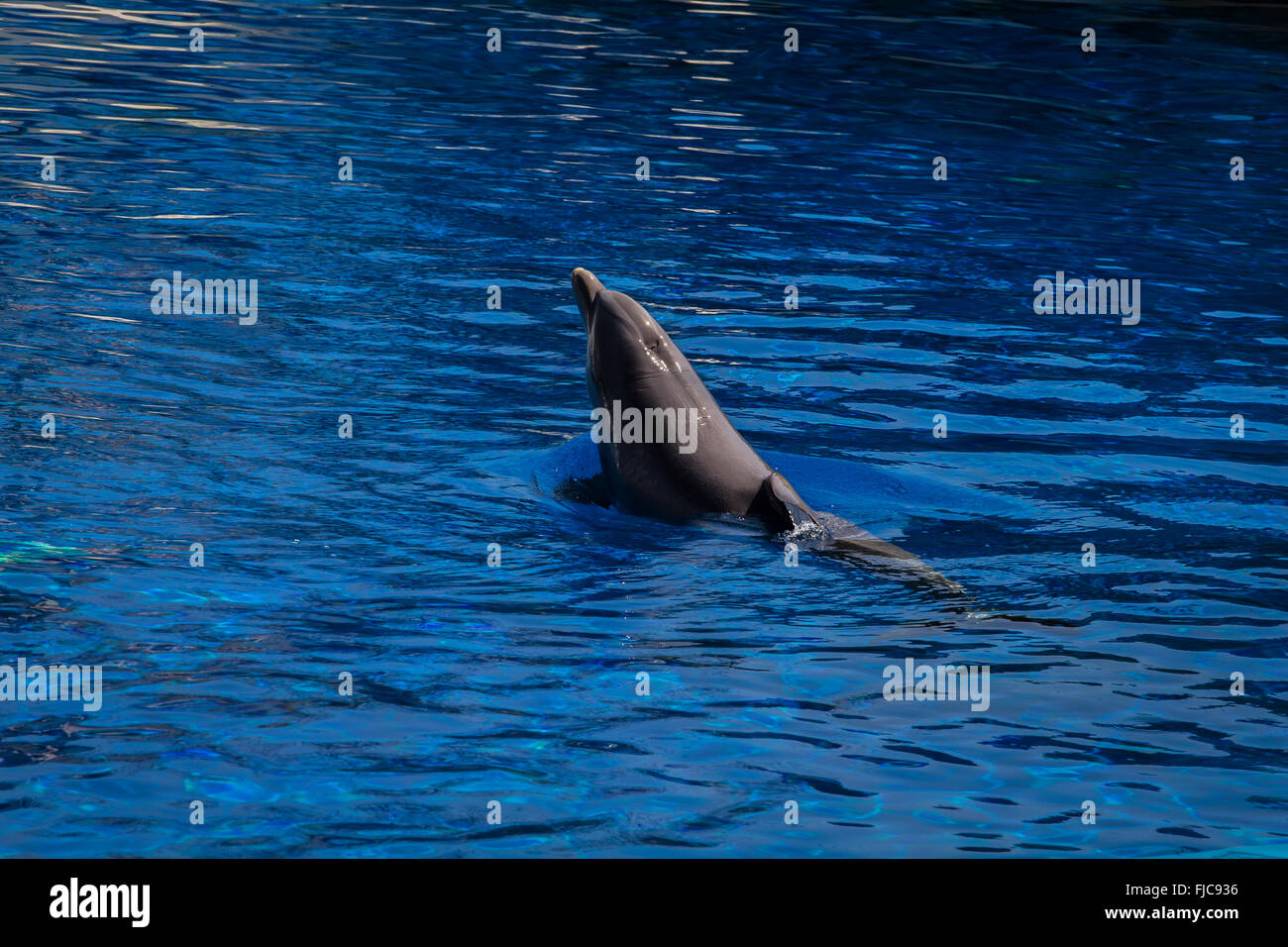 dolphin jump out of the water in sea Stock Photo - Alamy
