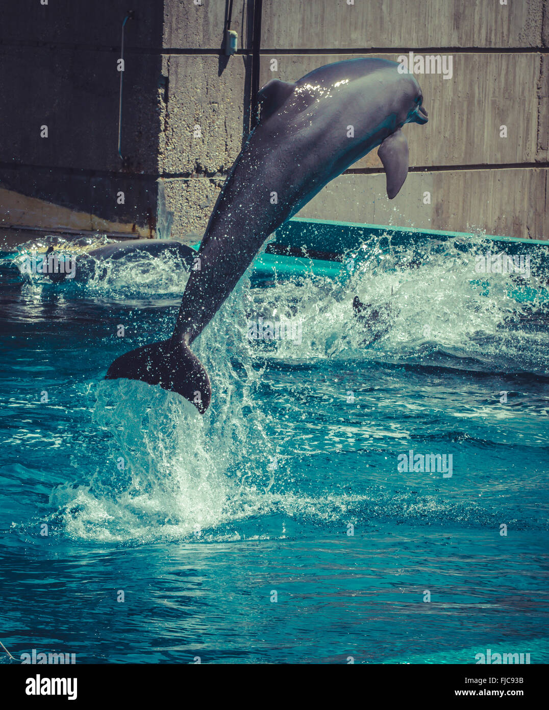 dolphin jump out of the water in sea Stock Photo - Alamy