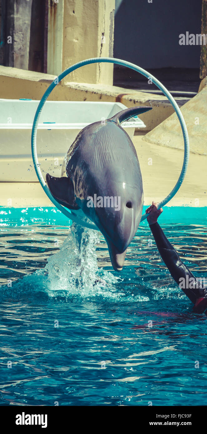 dolphin jump out of the water in sea Stock Photo - Alamy