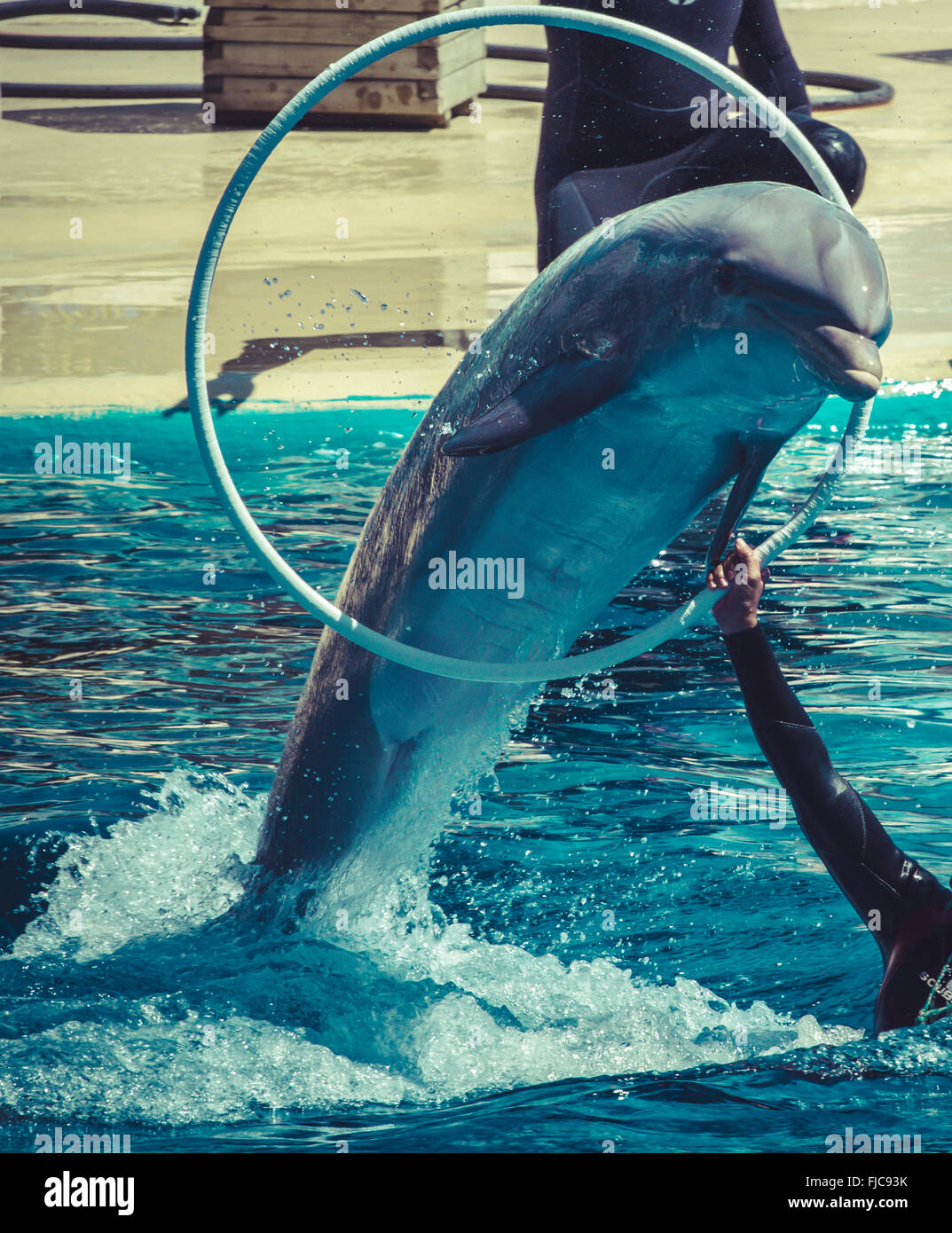 dolphin jump out of the water in sea Stock Photo - Alamy