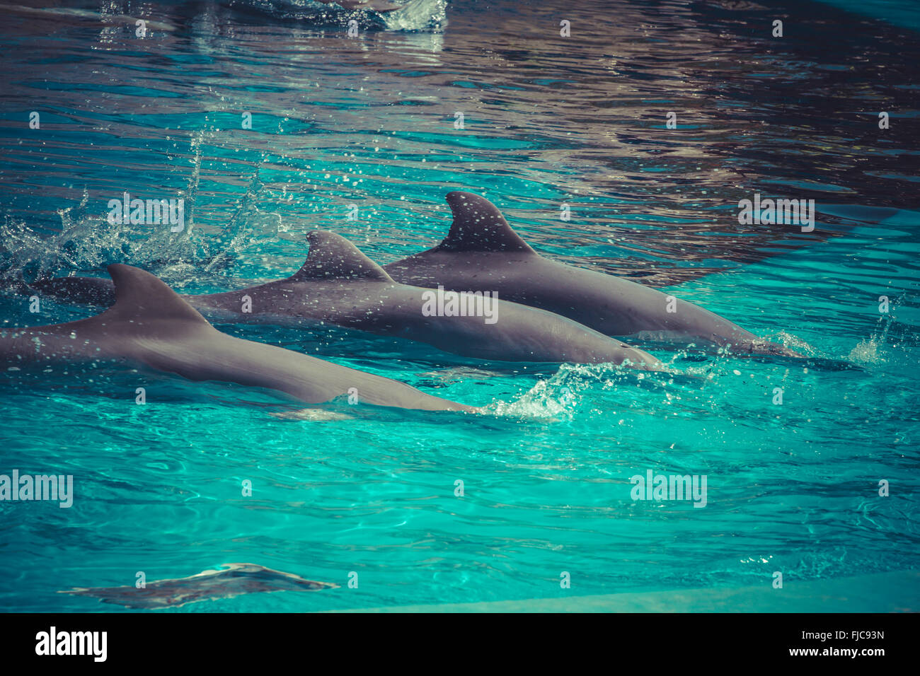 dolphin jump out of the water in sea Stock Photo - Alamy