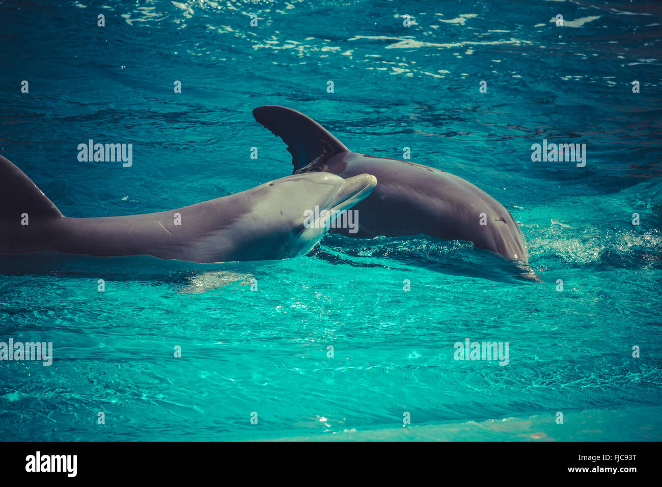 dolphin jump out of the water in sea Stock Photo - Alamy