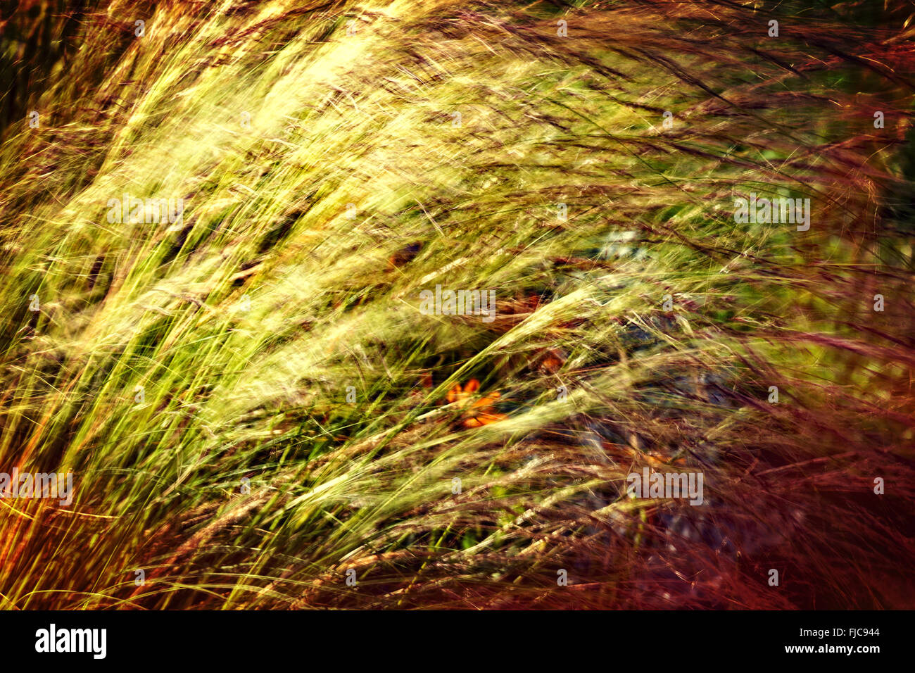 Blur colorful texture from grass illuminated by the setting sun Stock ...