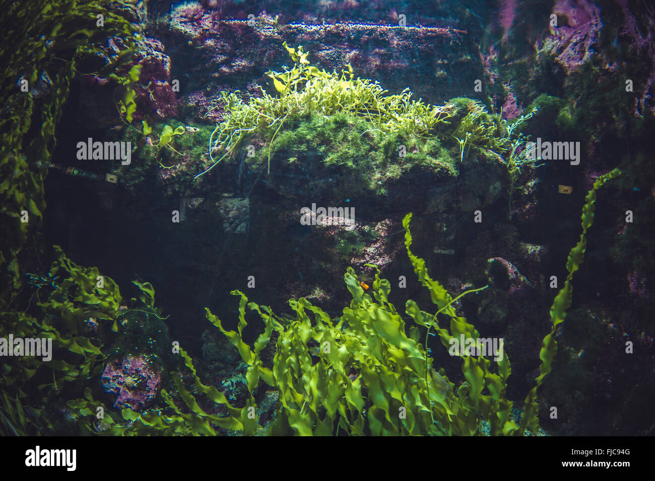 Healthy coral reef Stock Photo - Alamy