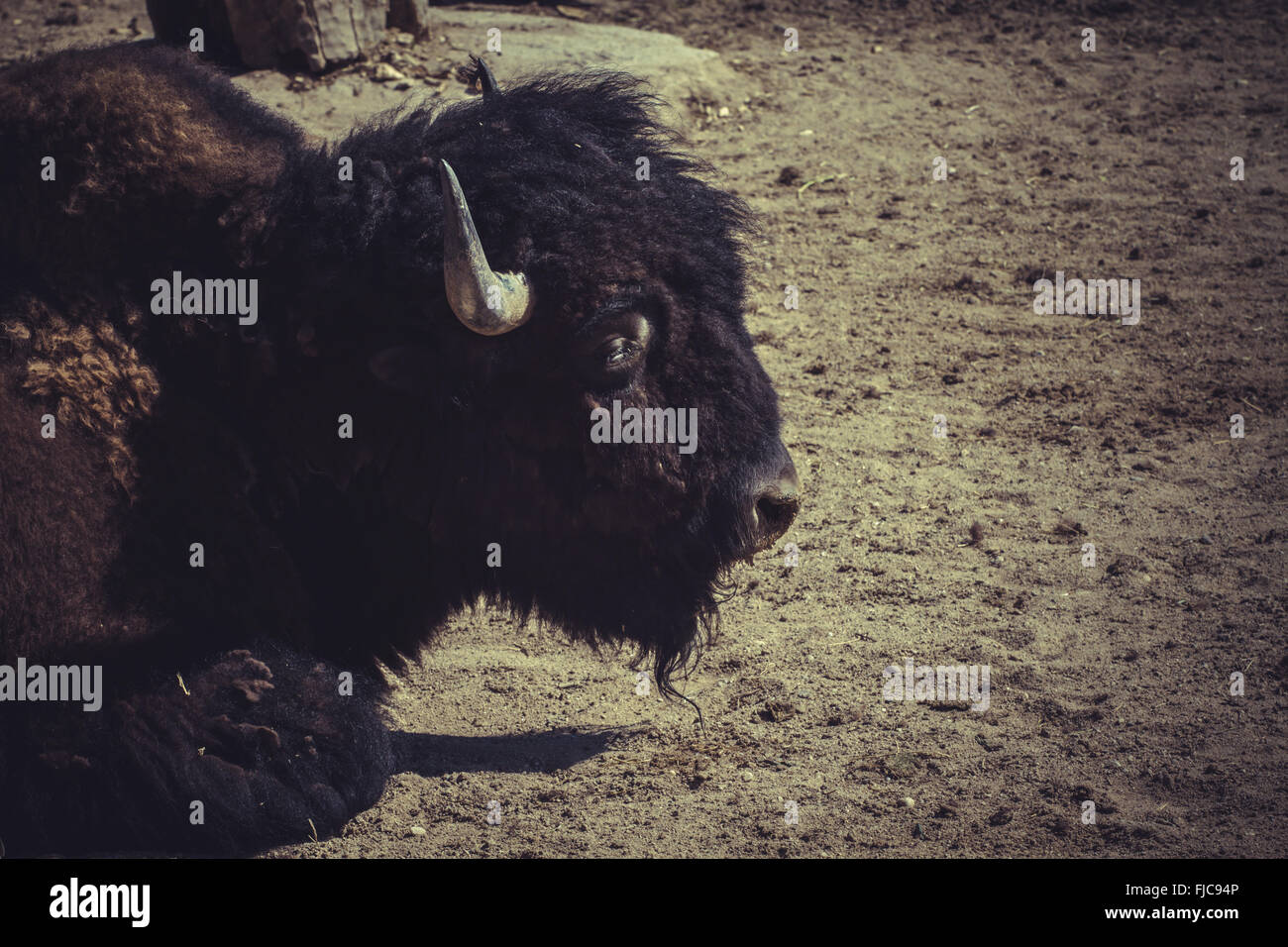 Head on American Bison Stock Photo - Alamy