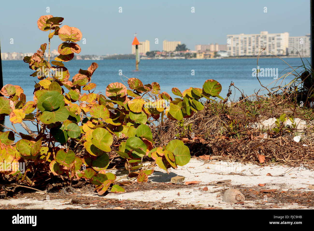 Sea grape sand hi-res stock photography and images - Alamy