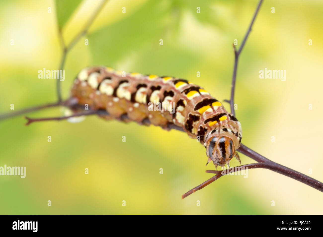 Caterpillar on fern Stock Photo - Alamy
