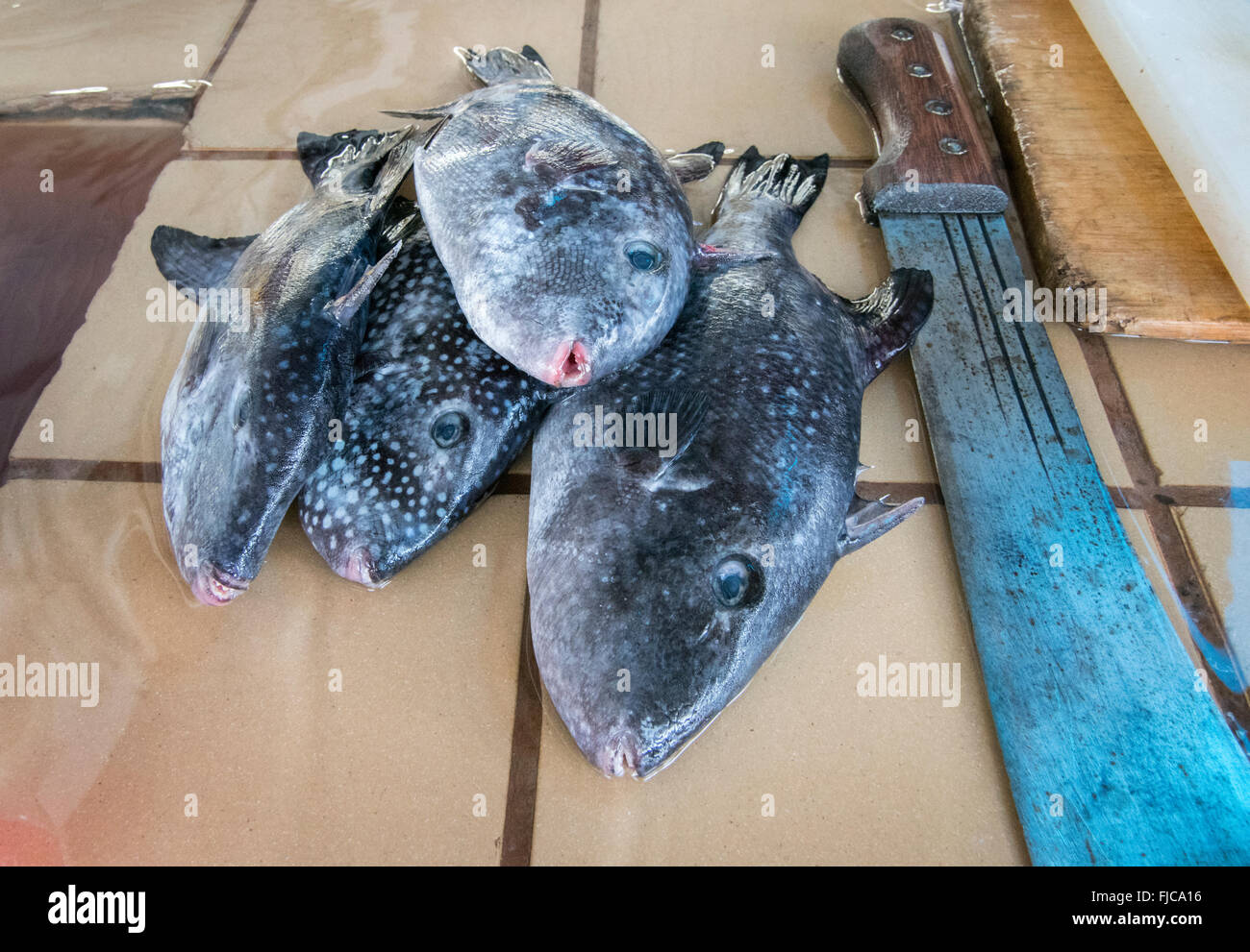 Fish waiting High Resolution Stock Photography and Images - Alamy