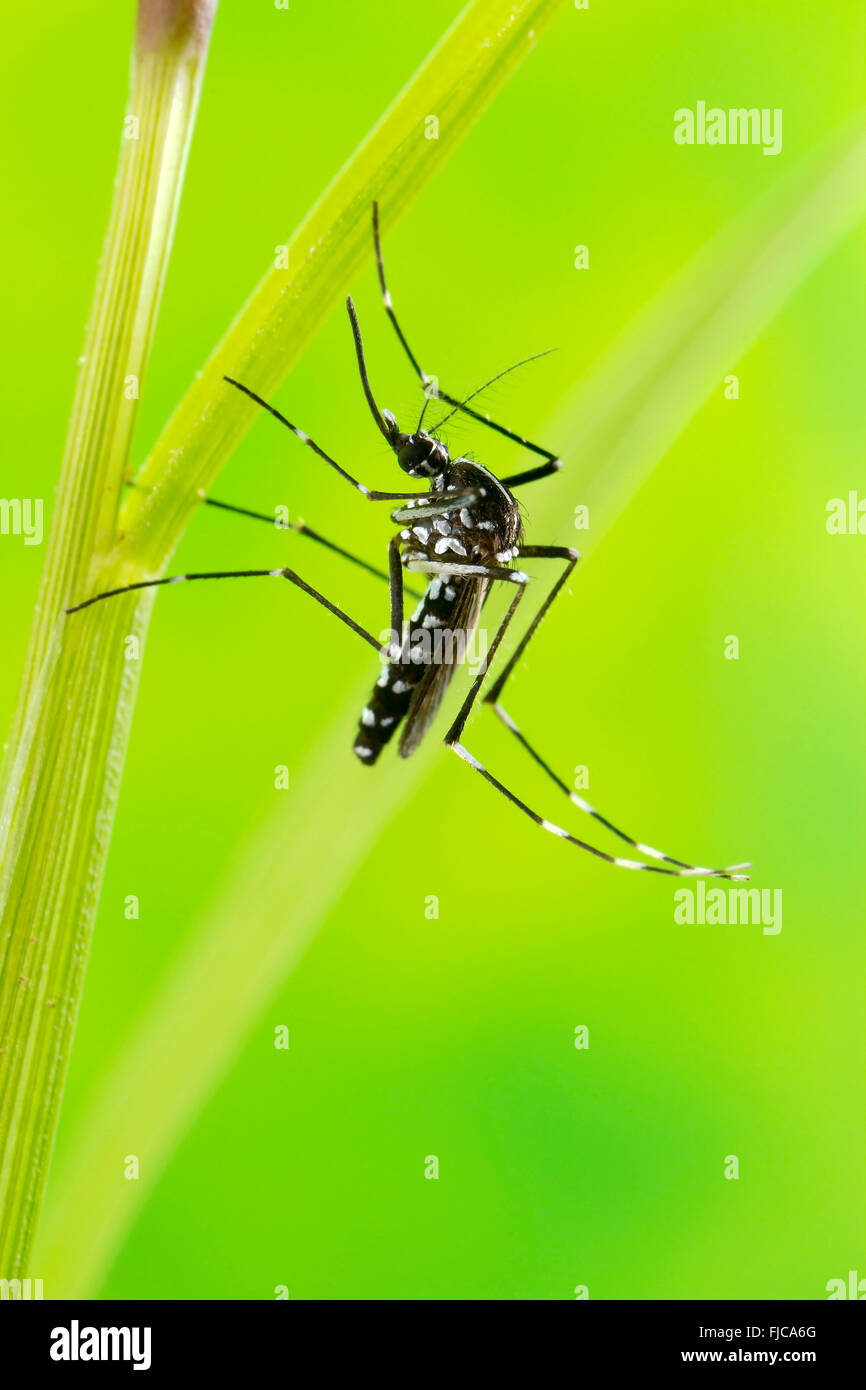 Macro Photo of a mosquito Stock Photo - Alamy