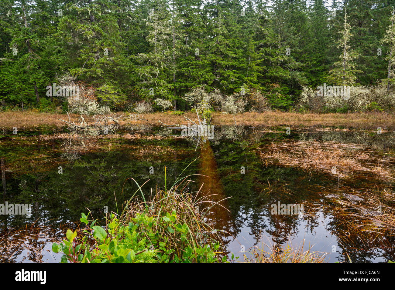 Swamp mora hi-res stock photography and images - Alamy