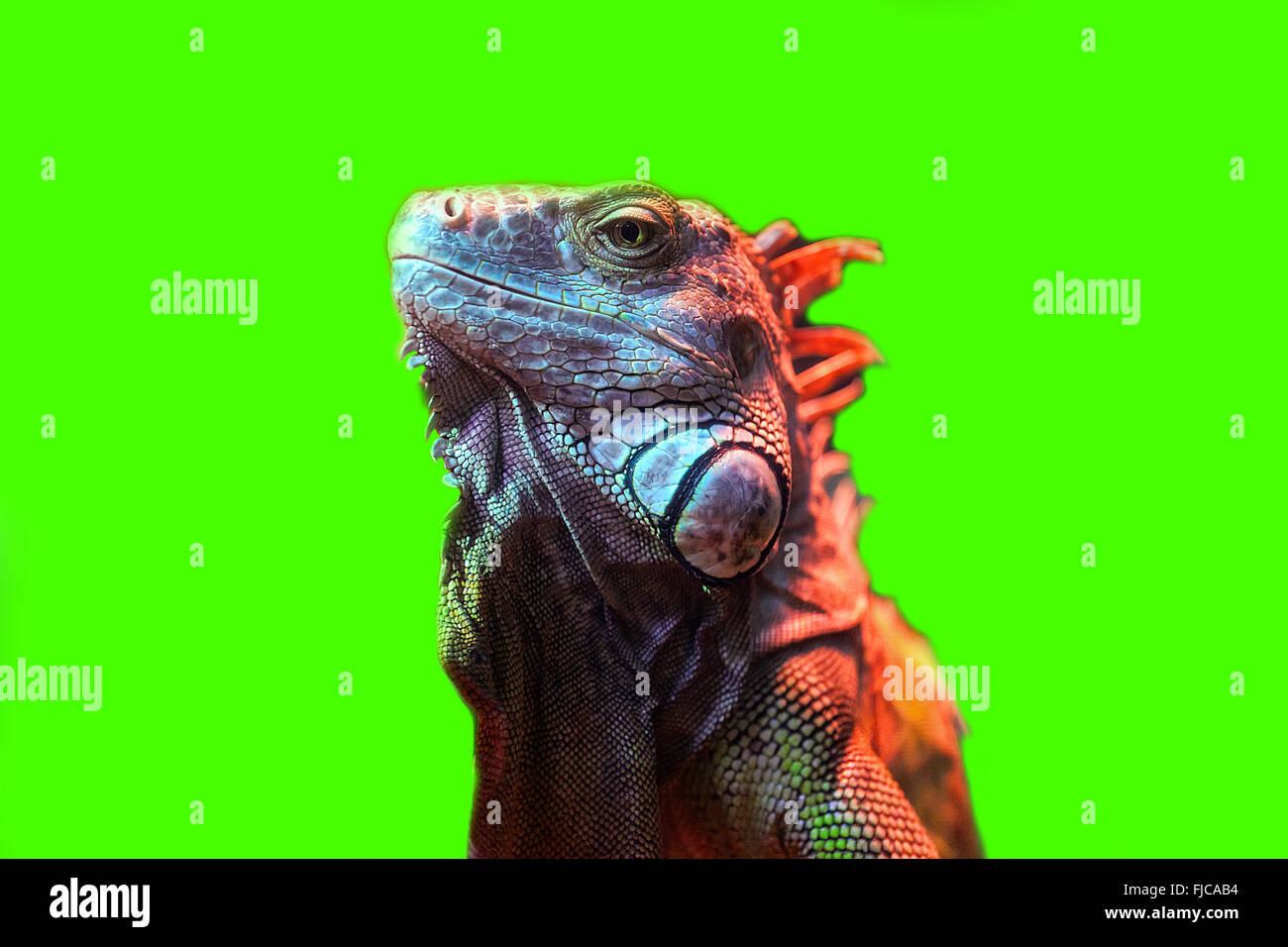 The green lizard Stock Photo - Alamy