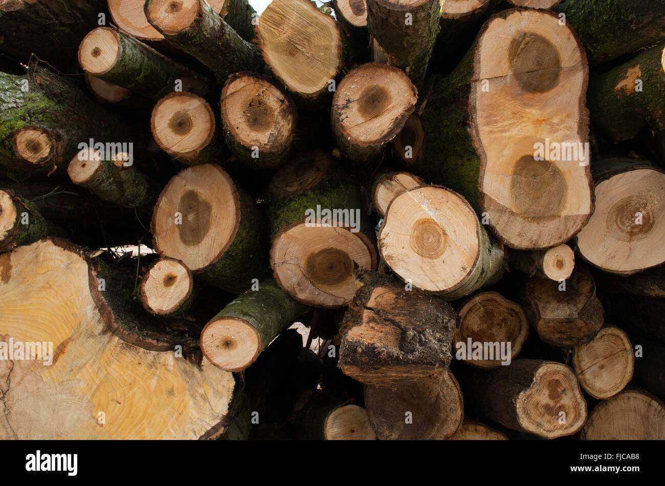 Stacked sawed tree trunks Stock Photo - Alamy