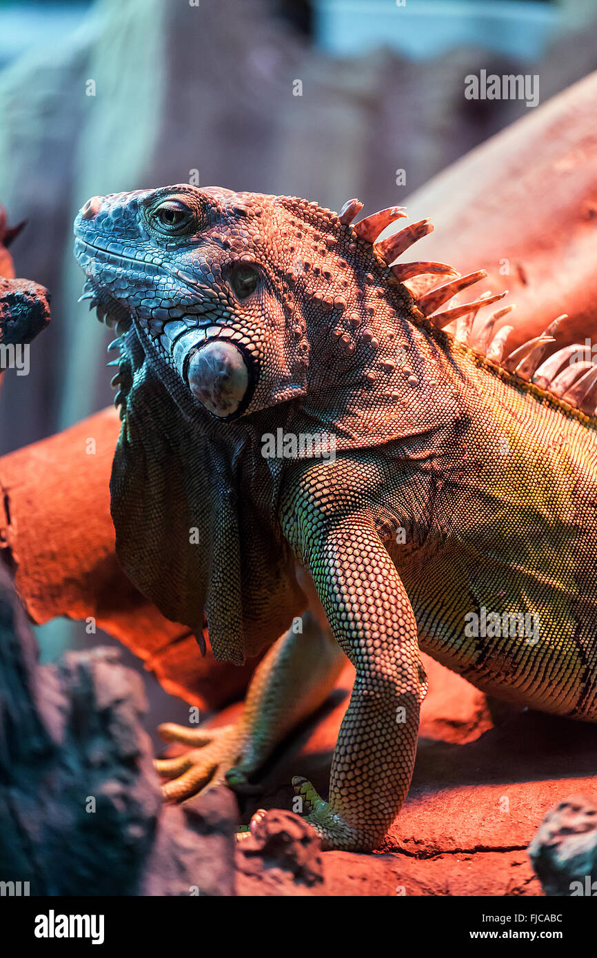 The green lizard Stock Photo - Alamy