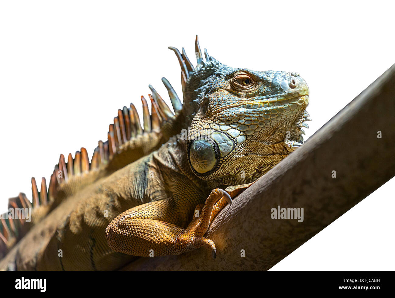 The green lizard Stock Photo - Alamy