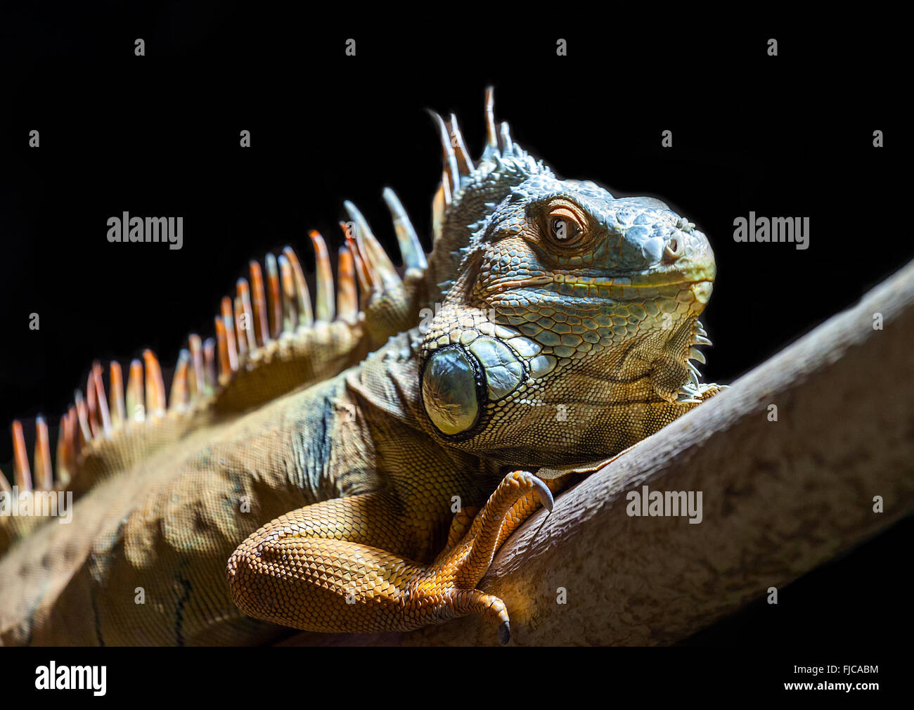 The green lizard Stock Photo - Alamy