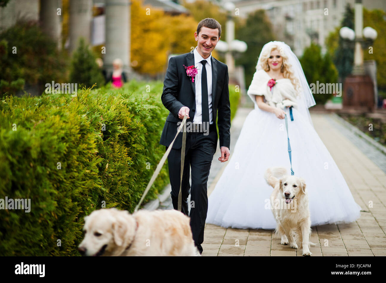 Wedding couple having fun with two golden retriever dogs Stock Photo ...