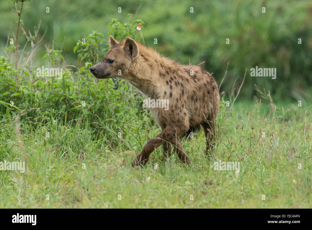 Spotted hyena (Crocuta crocuta Stock Photo - Alamy