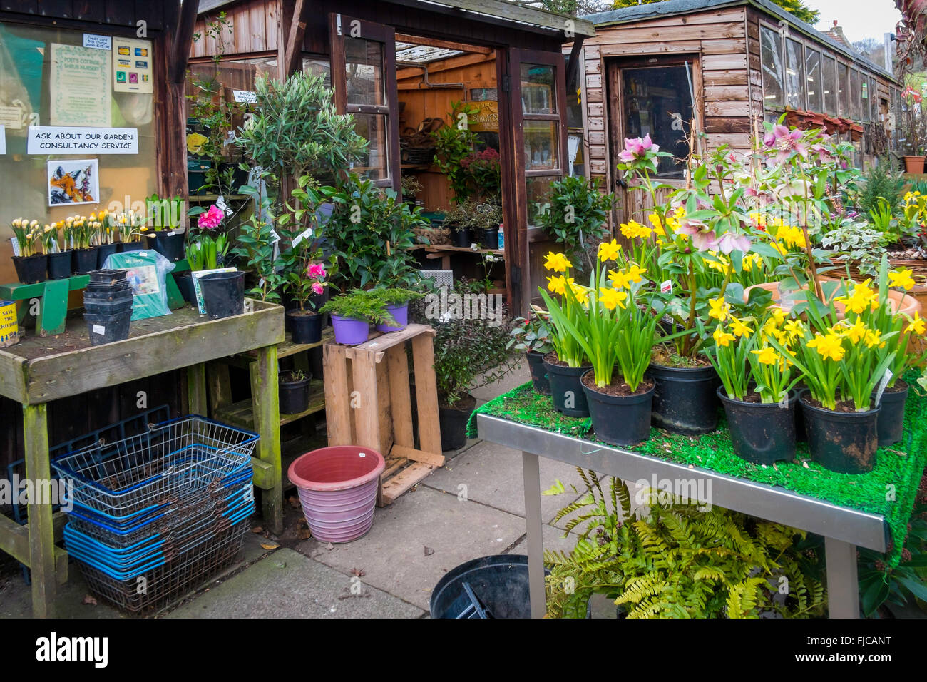 A garden centre display of spring flower plants for sale Stock Photo ...
