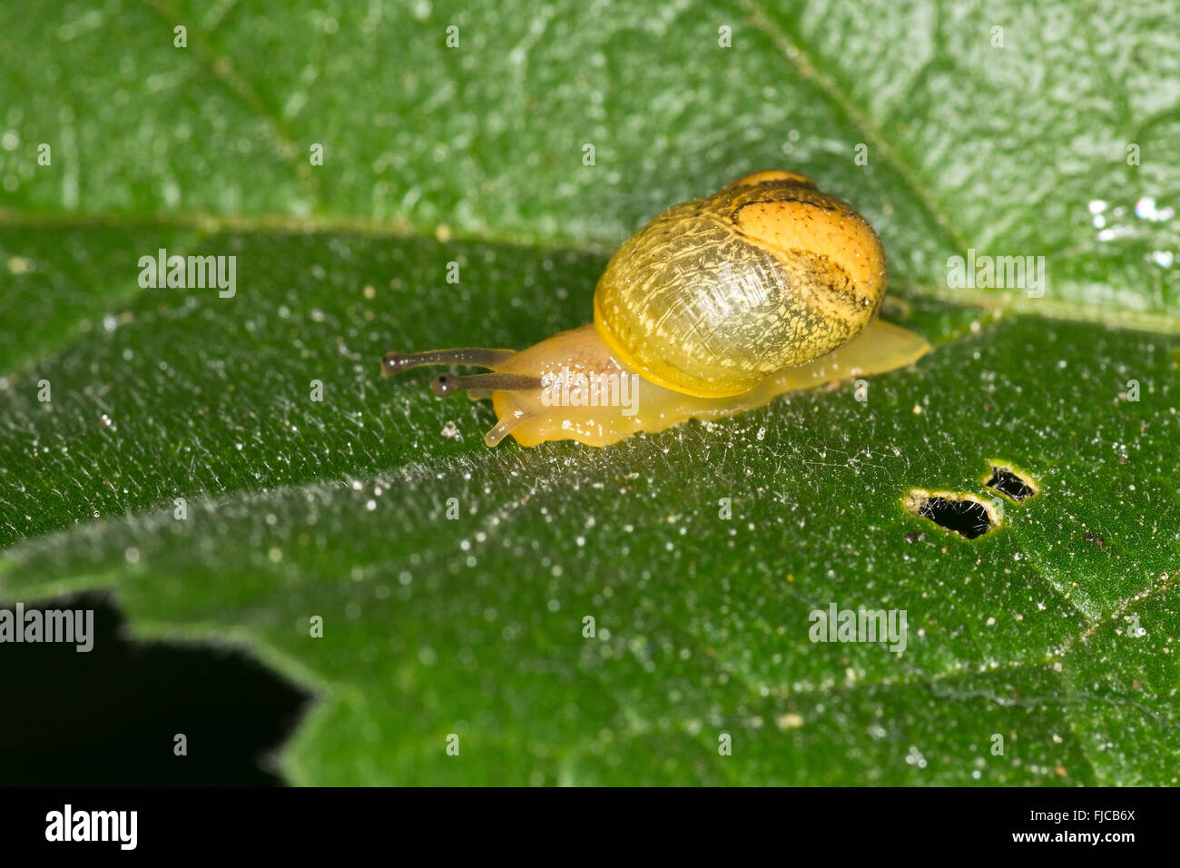 Small Snail on leaf Stock Photo - Alamy