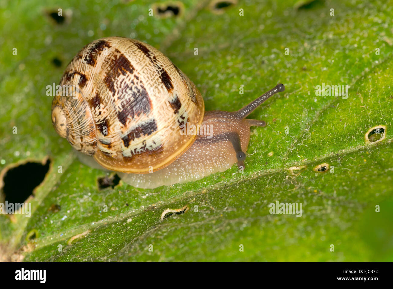 Small Snail on leaf Stock Photo - Alamy
