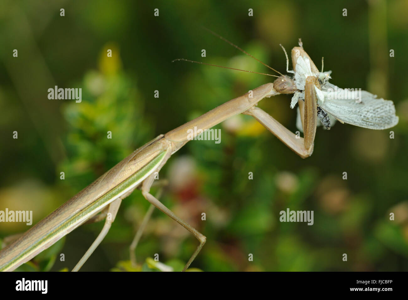 Mantis feeding hi-res stock photography and images - Alamy