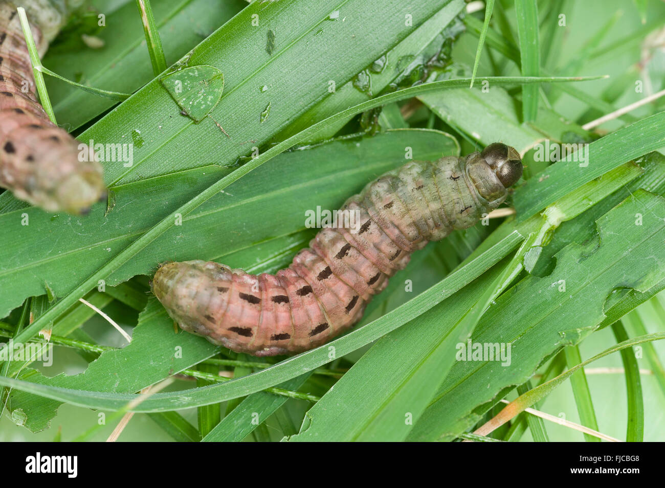 Armyworm High Resolution Stock Photography and Images - Alamy