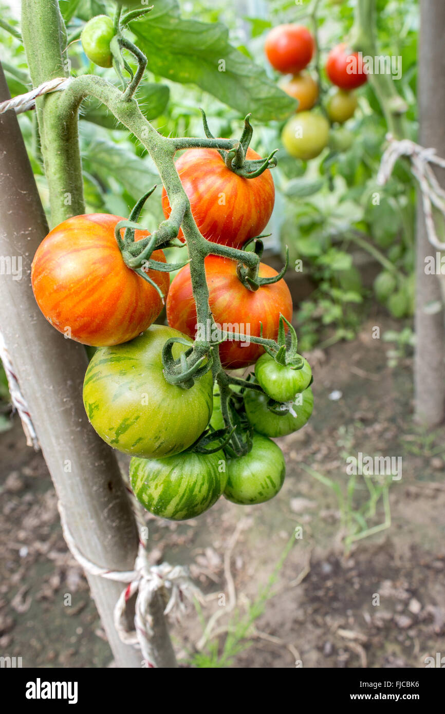 Tomato plant fruits hi-res stock photography and images - Alamy
