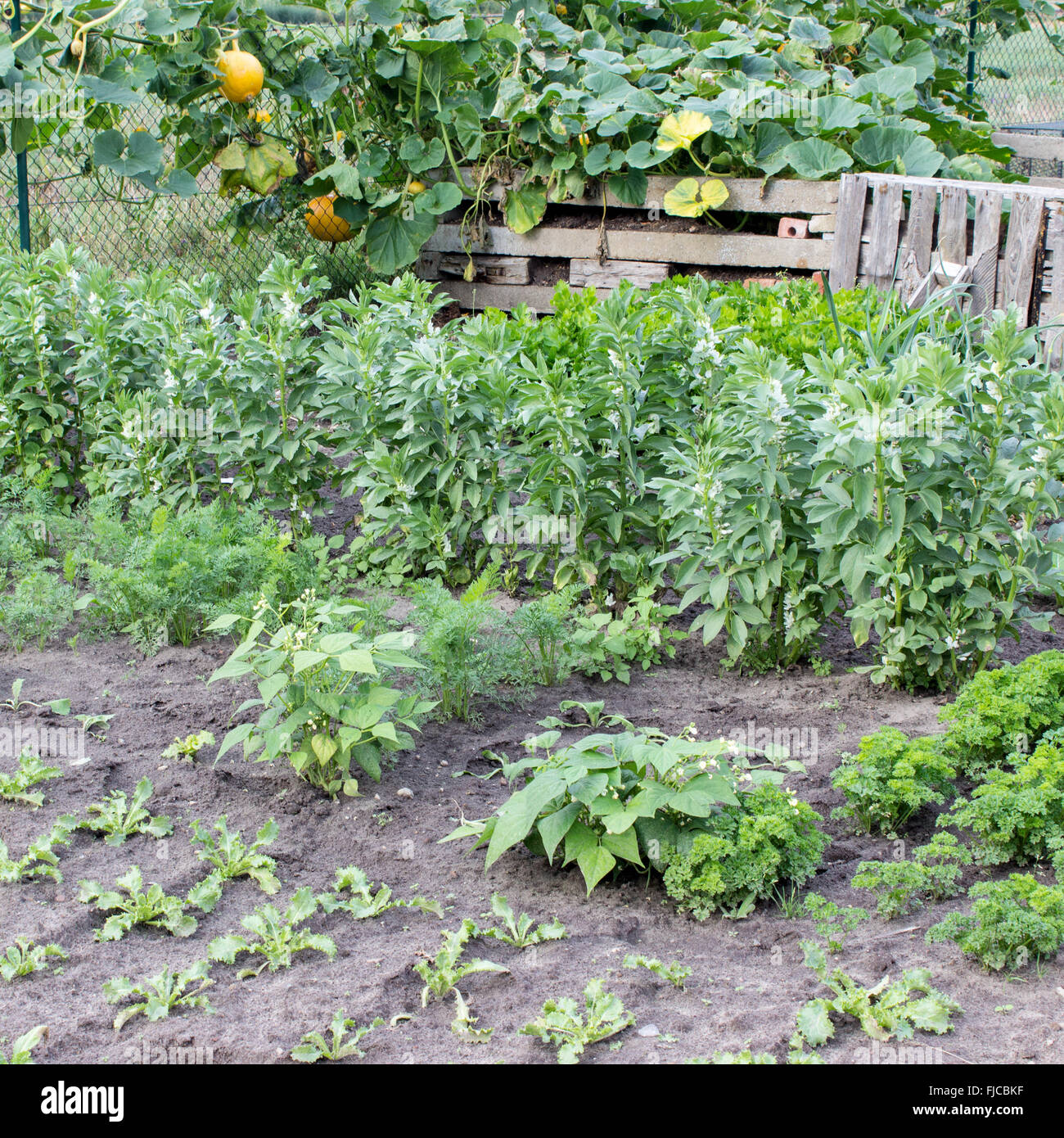 vegetable patch with beans and vegetable plants Stock Photo - Alamy