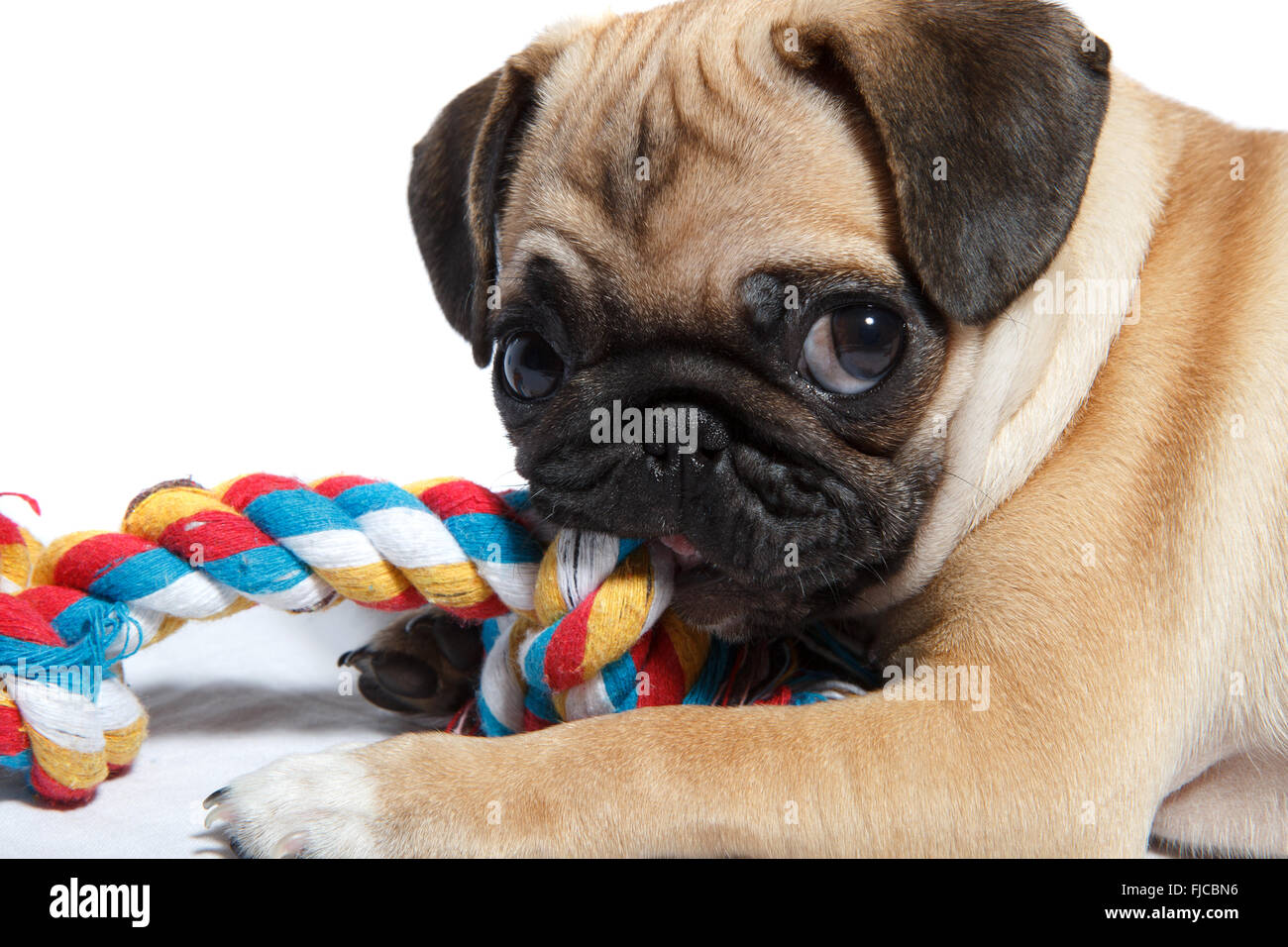 Pug biting toy Stock Photo - Alamy