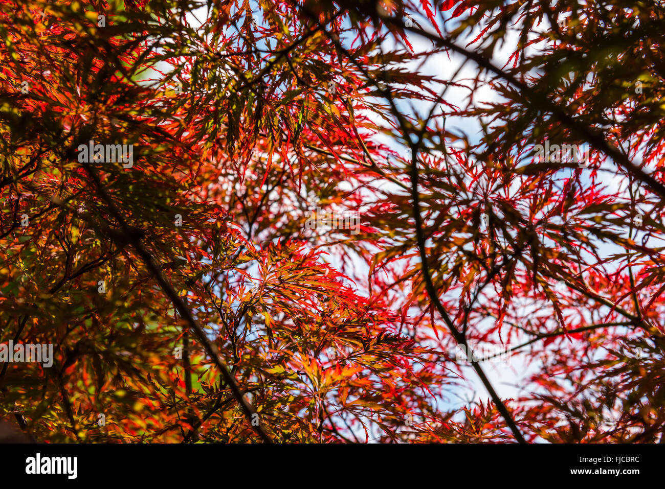 Japanese Red Maple at sunny summer day in park. Small GRIP Stock Photo ...