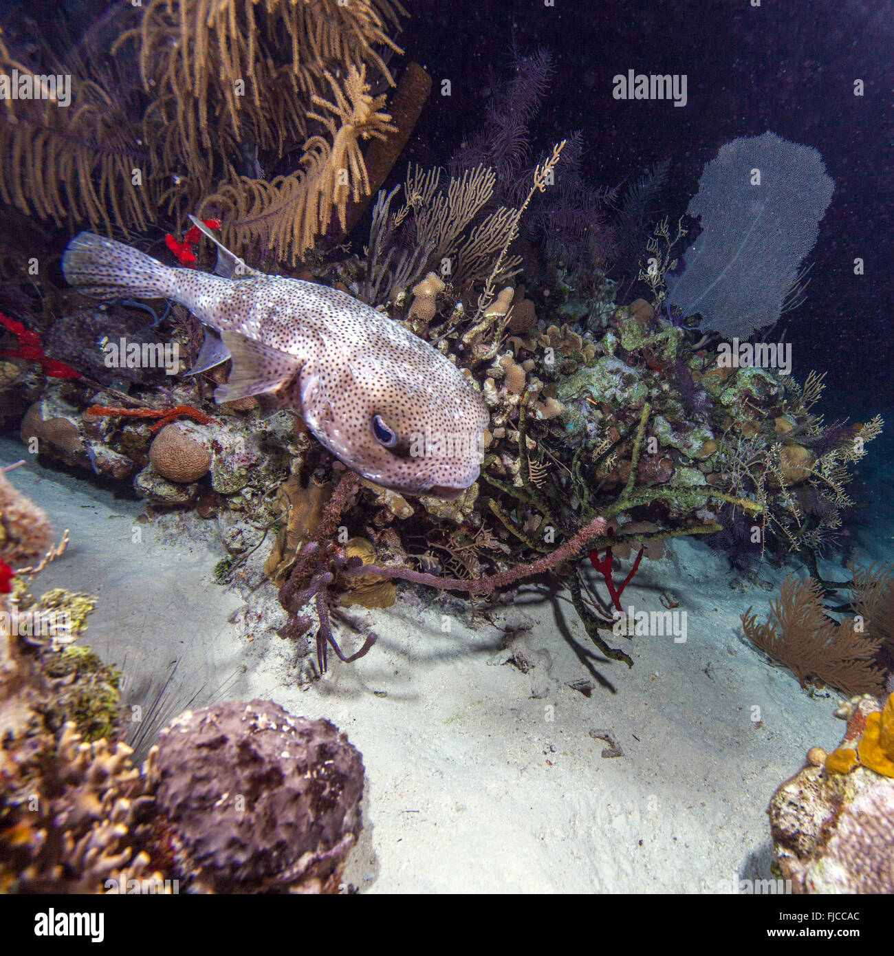 Atlantic pufferfish hi-res stock photography and images - Alamy