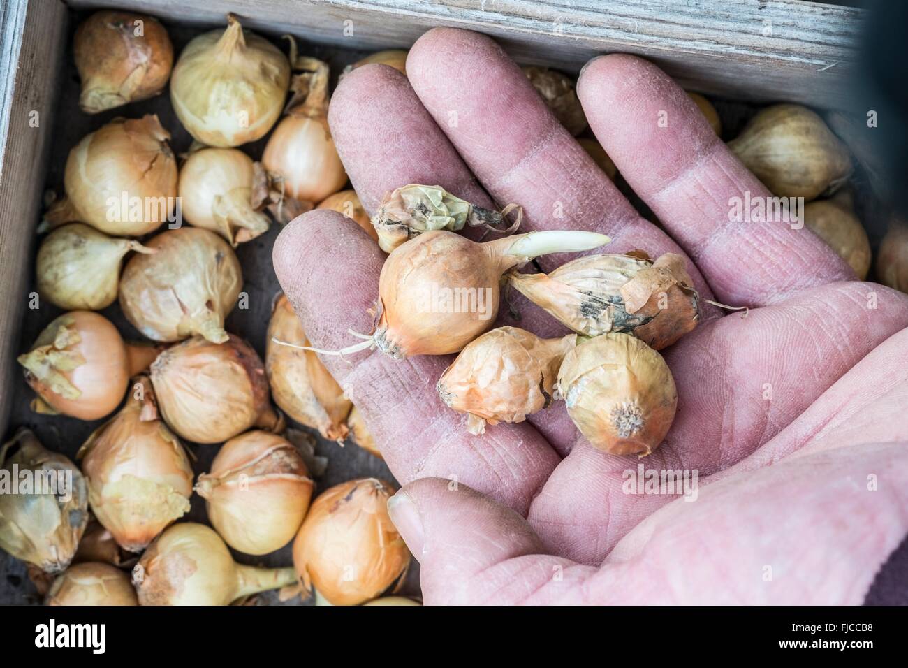 Gardeners hand showing diseased, damaged and 'shot' onion sets which ...