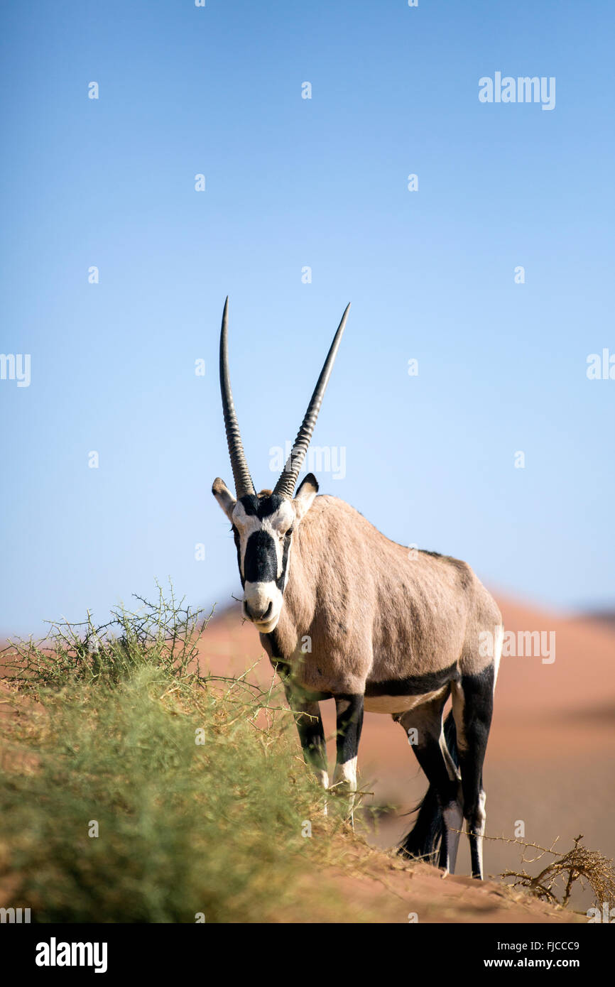 Gemsbok antelope namibia hi-res stock photography and images - Alamy