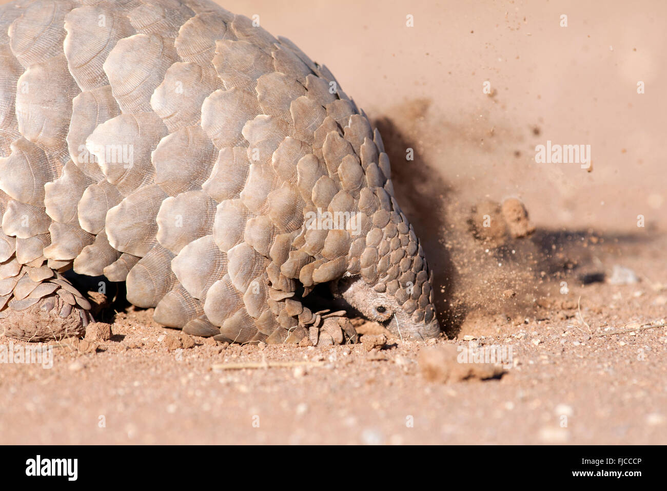 Pangolin digs for ants Stock Photo - Alamy
