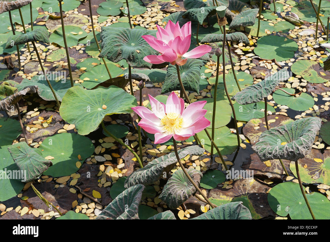Lotus, flowers of Bali, Indonesia Stock Photo - Alamy