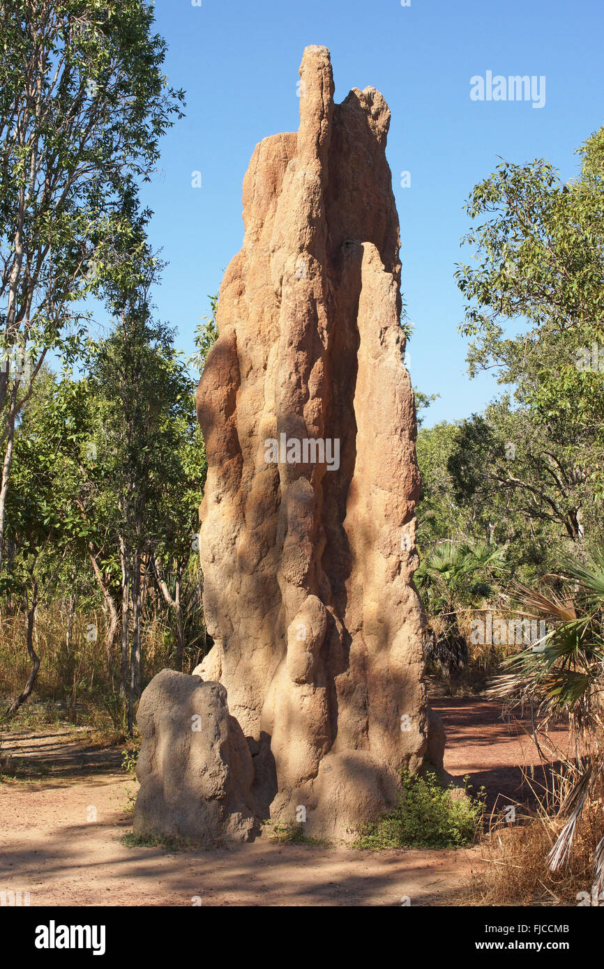 Termitarium hi-res stock photography and images - Alamy