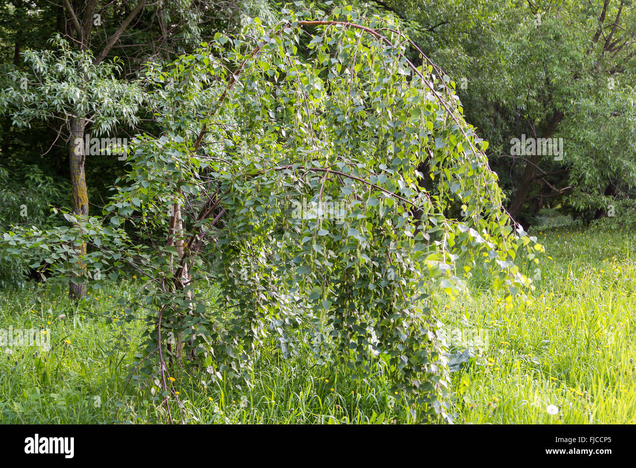 Curved branch with young leaves hi-res stock photography and images - Alamy