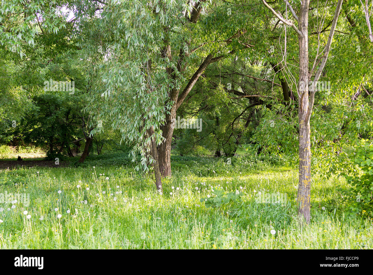 Grass trees bushes hi-res stock photography and images - Alamy