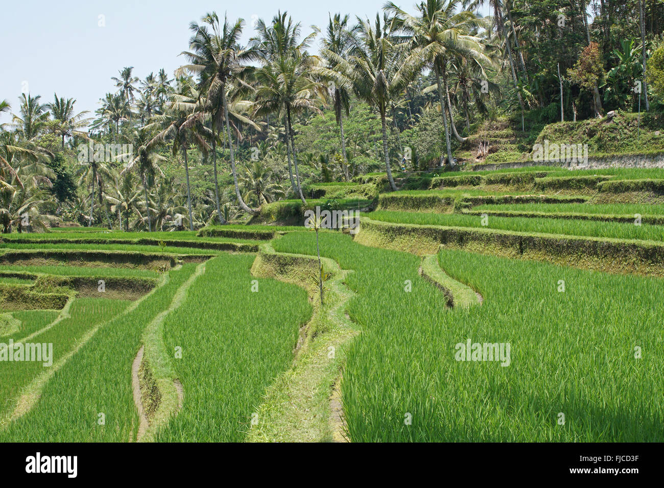 Rice field, Bali, Indonesia, Asia Stock Photo - Alamy