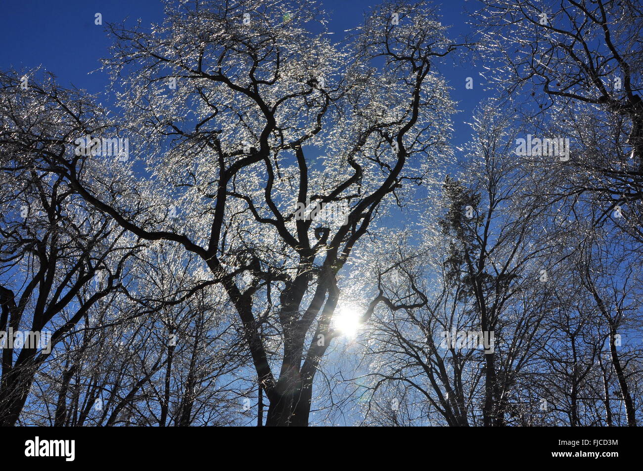 frozen trees are stunning Stock Photo - Alamy