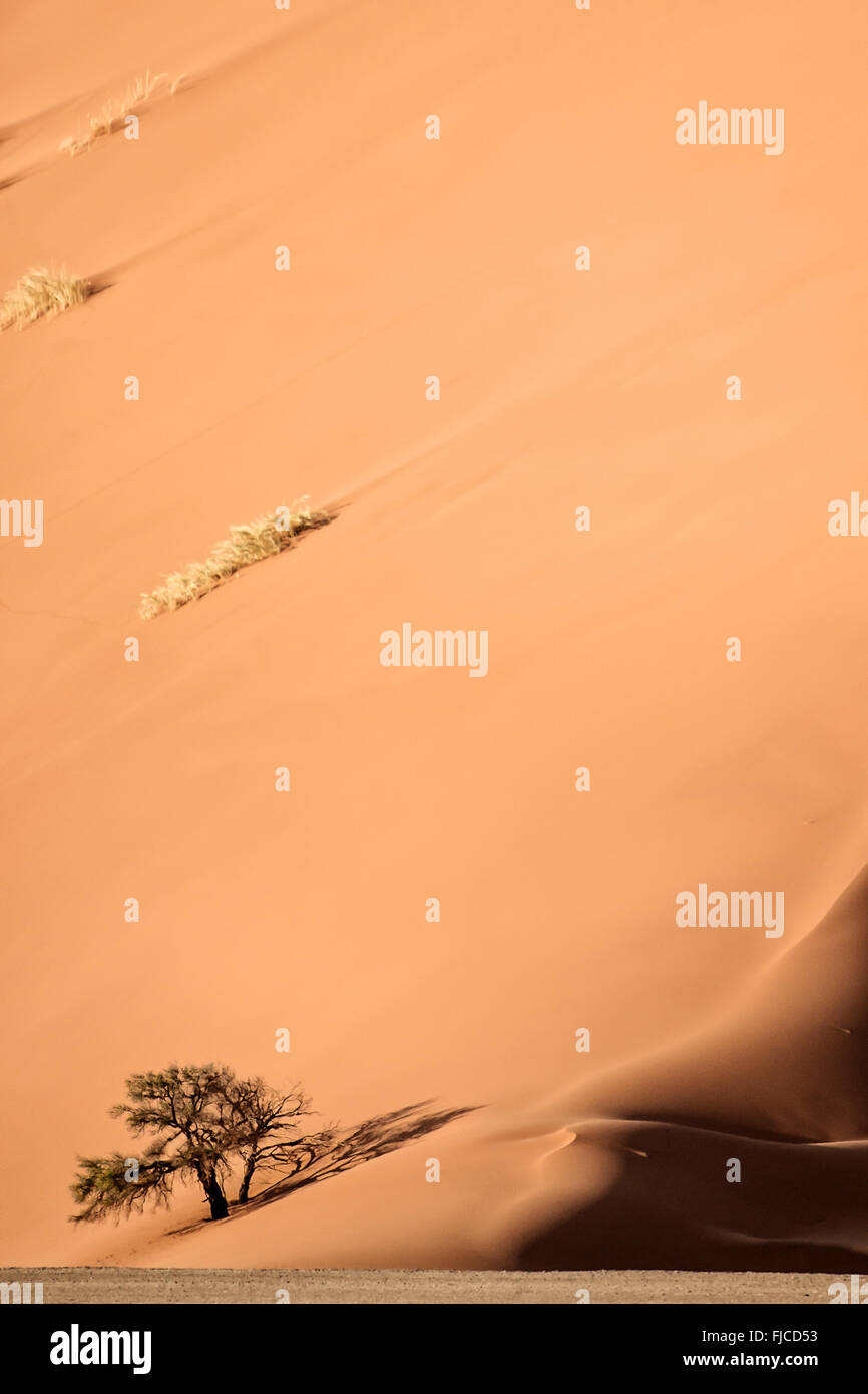 Camel thorn tree hi-res stock photography and images - Alamy