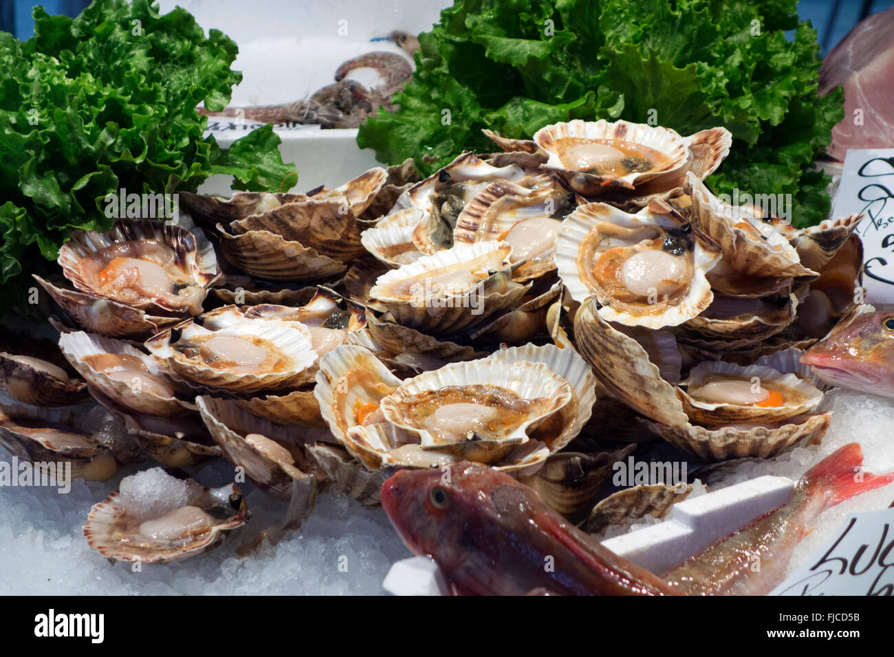 Saint Jacob's mussels Stock Photo - Alamy