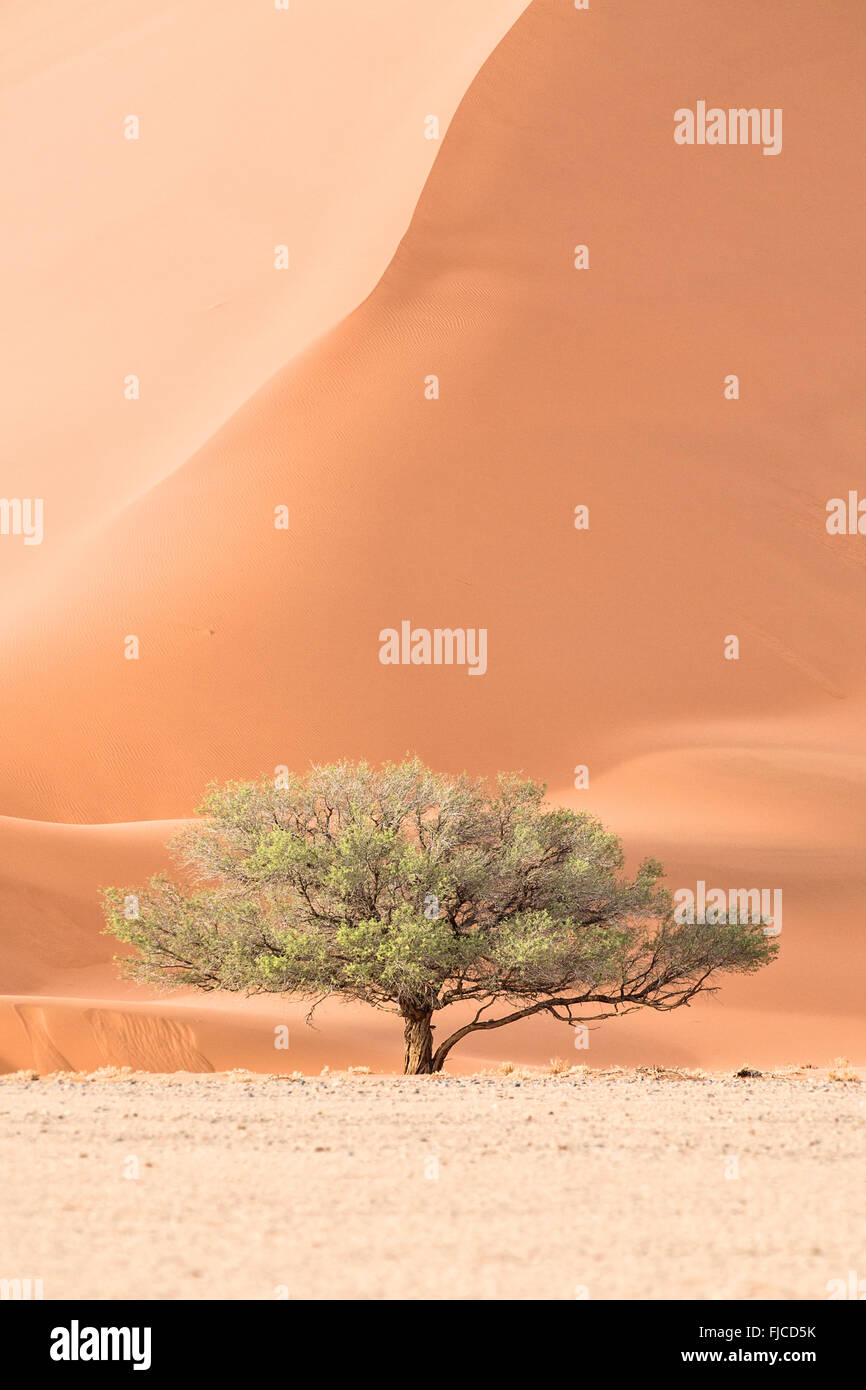 Camel thorn tree hi-res stock photography and images - Alamy