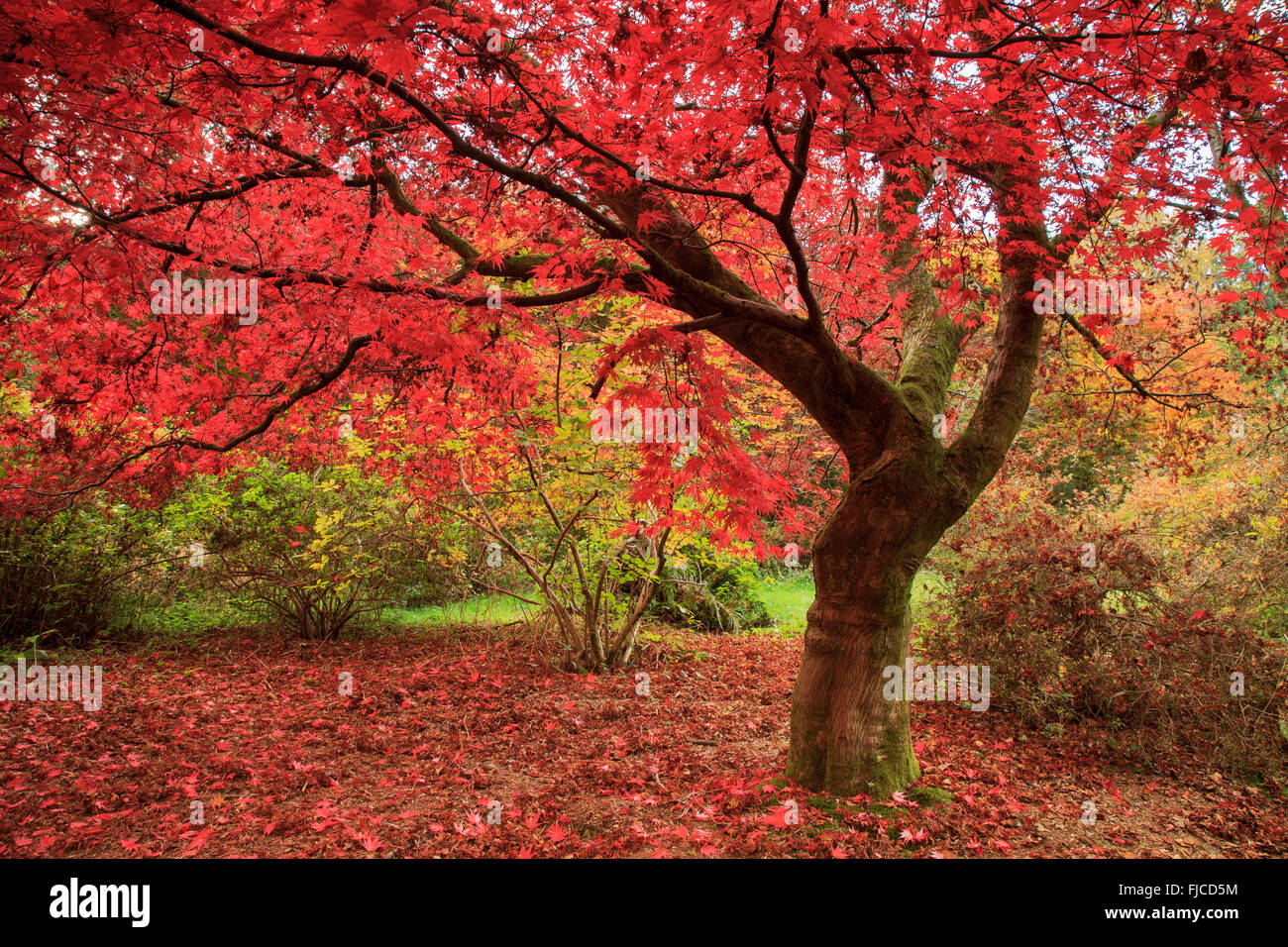 Acer trees in full hi-res stock photography and images - Alamy
