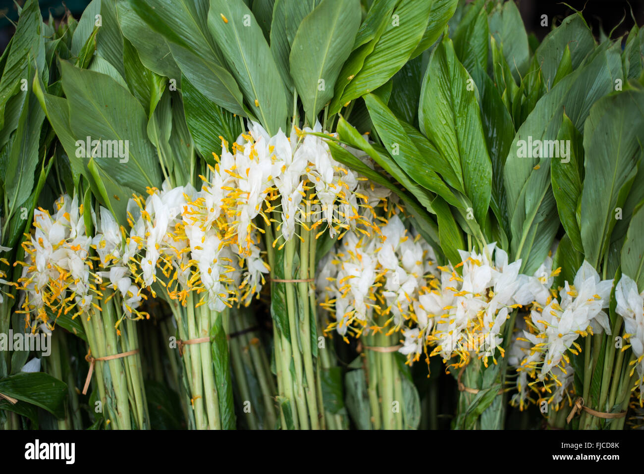Thazin Water Jasmine Flowers Mandalay Myanmar // MANDALAY, Myanmar ...