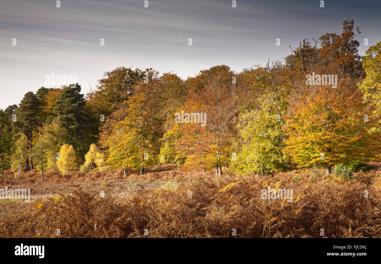 Church Moor, New Forest, National Park, Hampshire Stock Photo - Alamy